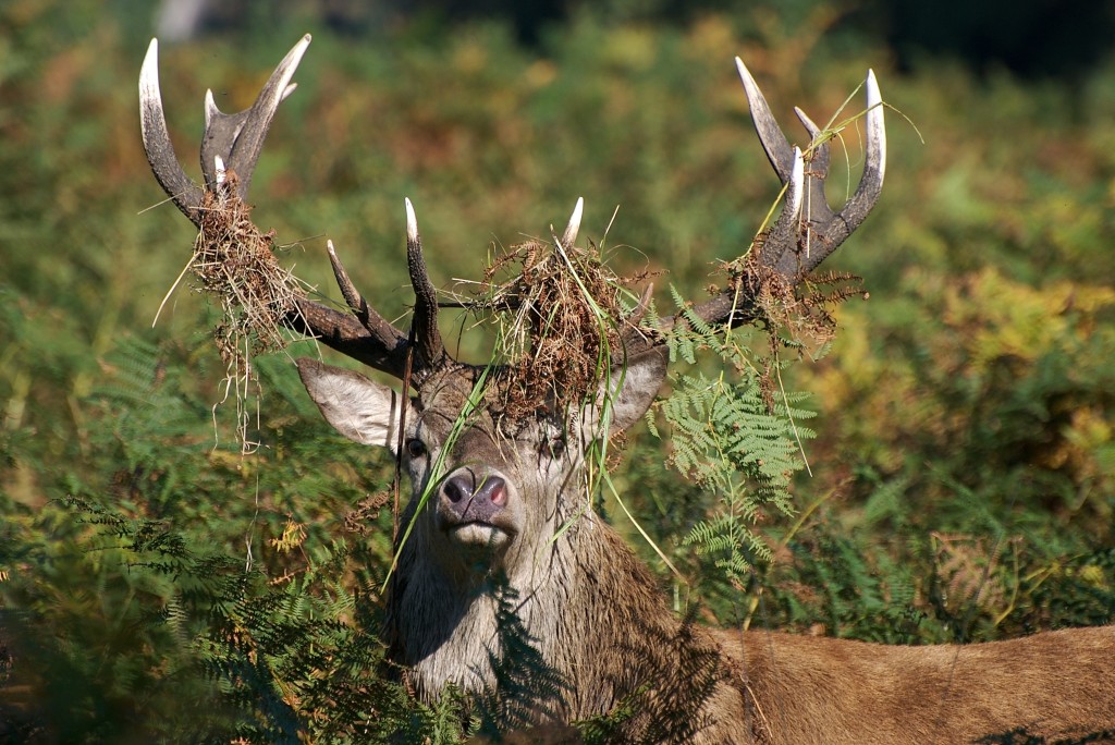 Palaeocast | Palaeontology podcasts