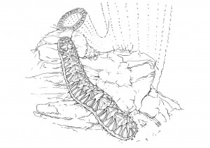 Palaeocast | Palaeontology podcasts