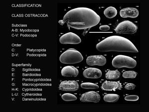 Palaeocast | Palaeontology podcasts