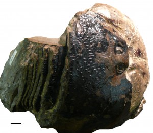 Palaeocast | Palaeontology podcasts