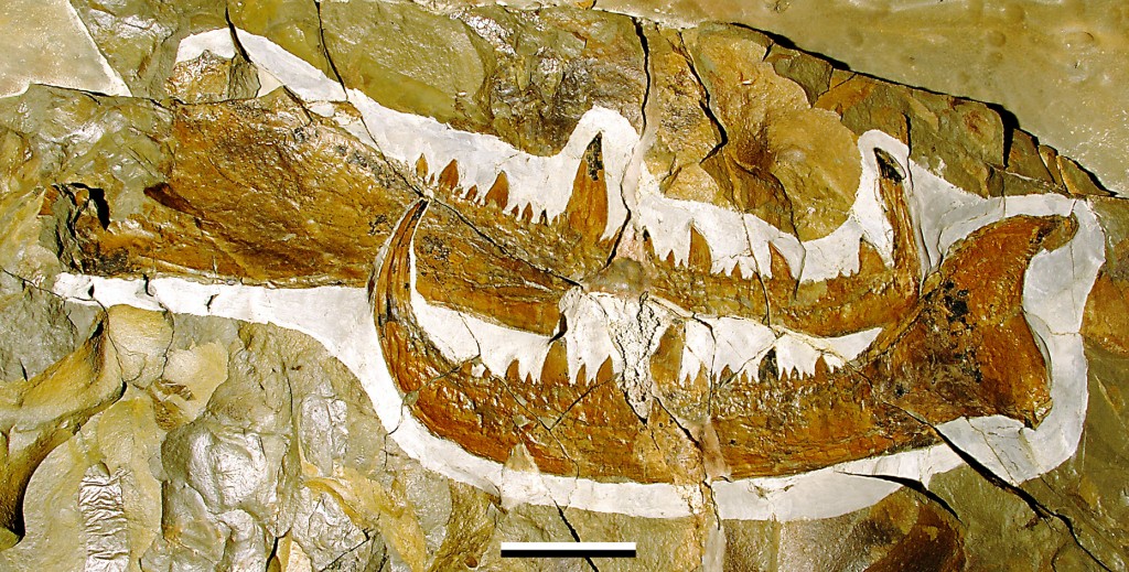 Palaeocast | Palaeontology podcasts