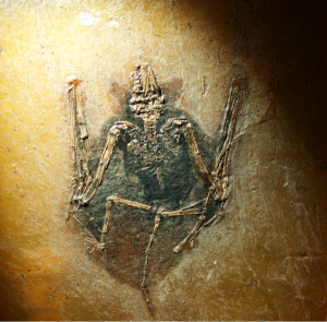 Palaeocast | Palaeontology podcasts