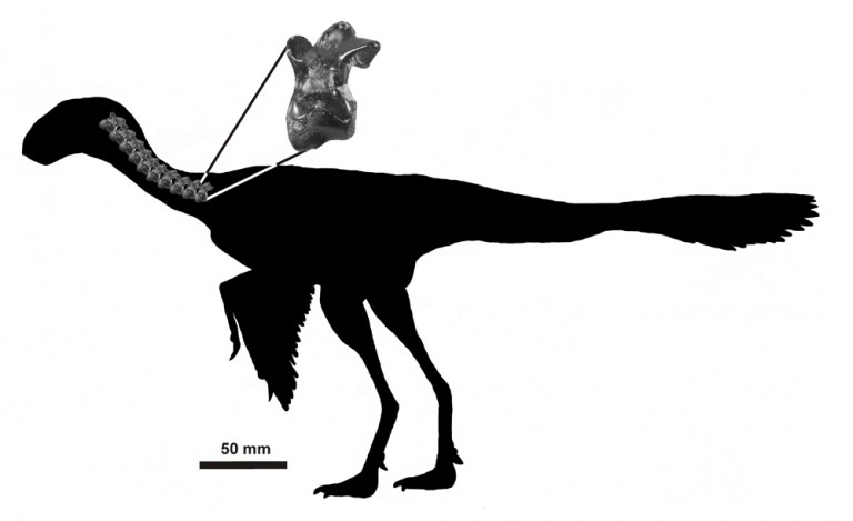 Palaeocast | Palaeontology podcasts