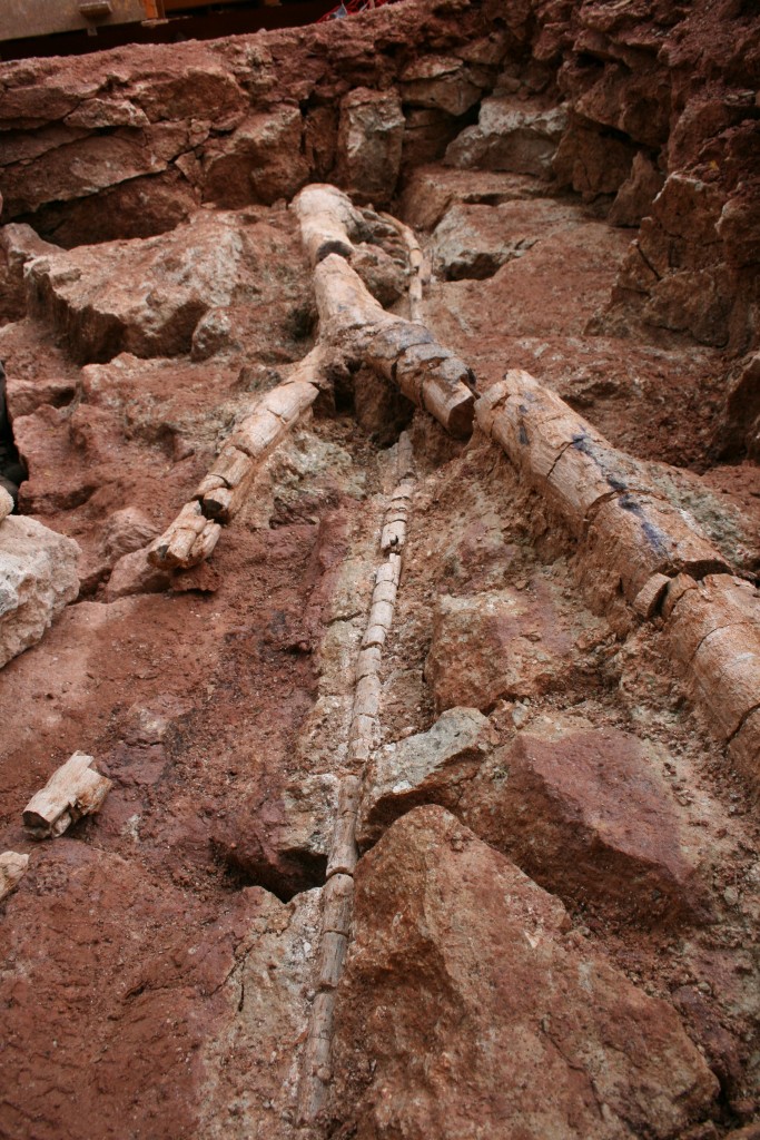 Palaeocast | Palaeontology podcasts