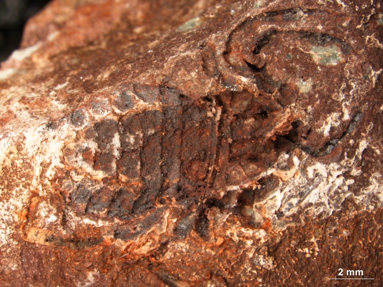 Palaeocast | Palaeontology podcasts