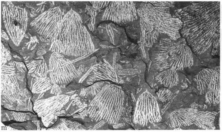 Palaeocast | Palaeontology podcasts