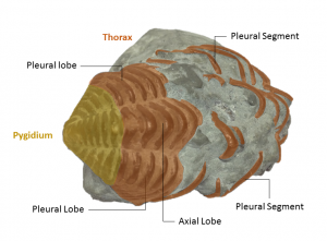Palaeocast | Palaeontology podcasts
