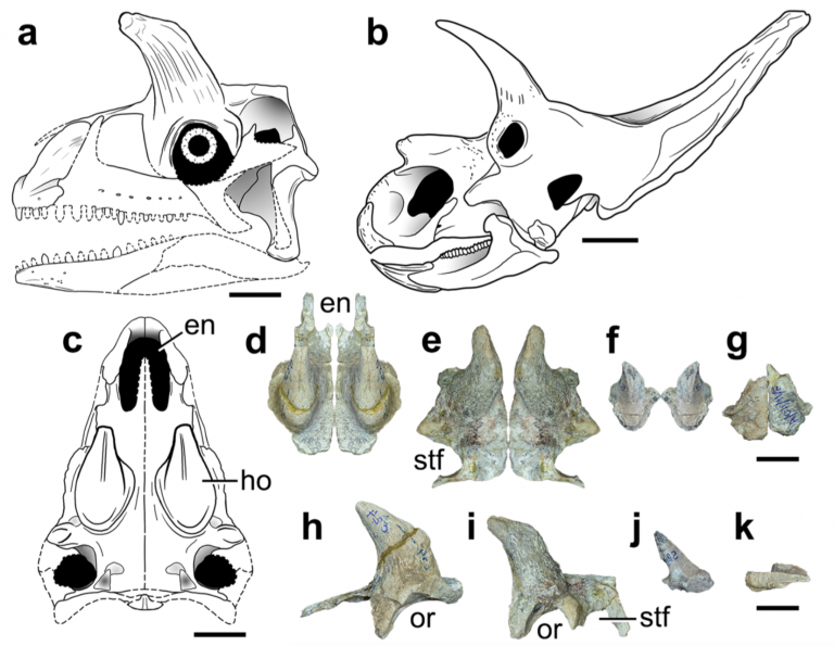 Palaeocast | Palaeontology podcasts