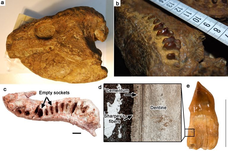 Palaeocast | Palaeontology podcasts