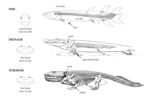 Palaeocast | Palaeontology podcasts