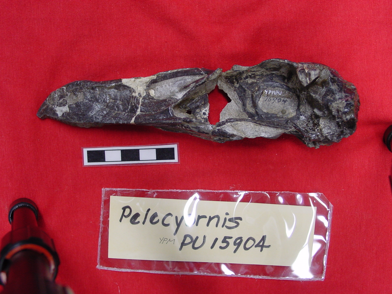 Palaeocast | Palaeontology podcasts