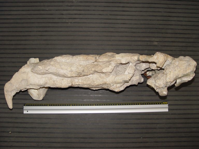 Palaeocast | Palaeontology podcasts