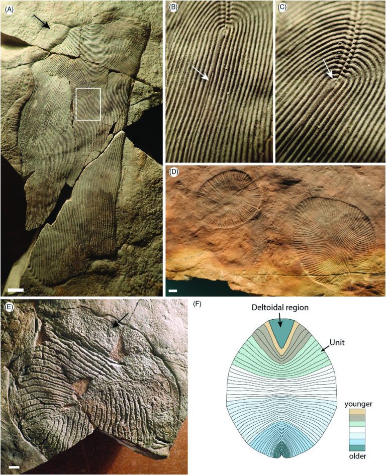 Palaeocast | Palaeontology podcasts