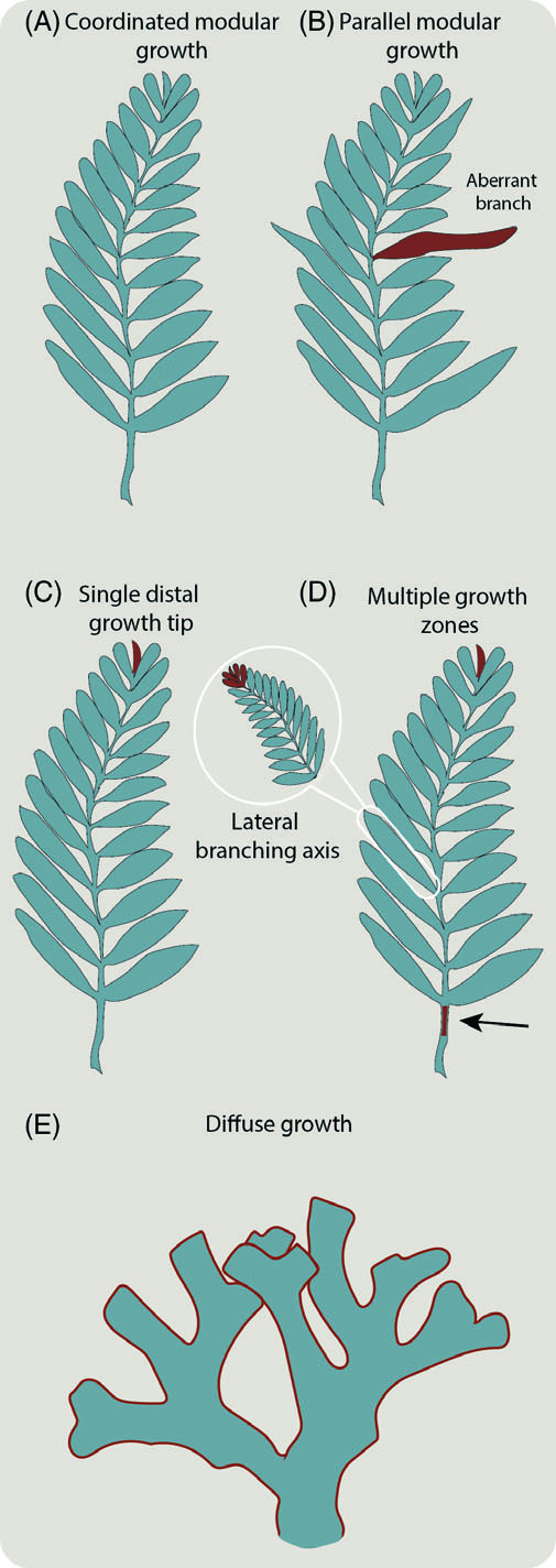 Palaeocast | Palaeontology podcasts