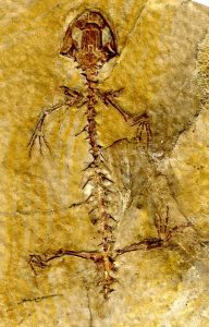 Palaeocast | Palaeontology podcasts