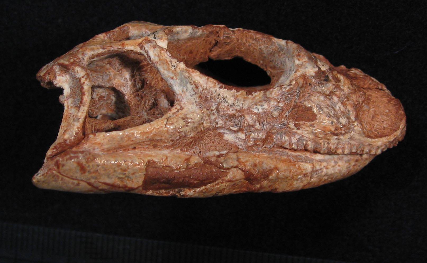 Palaeocast | Palaeontology podcasts