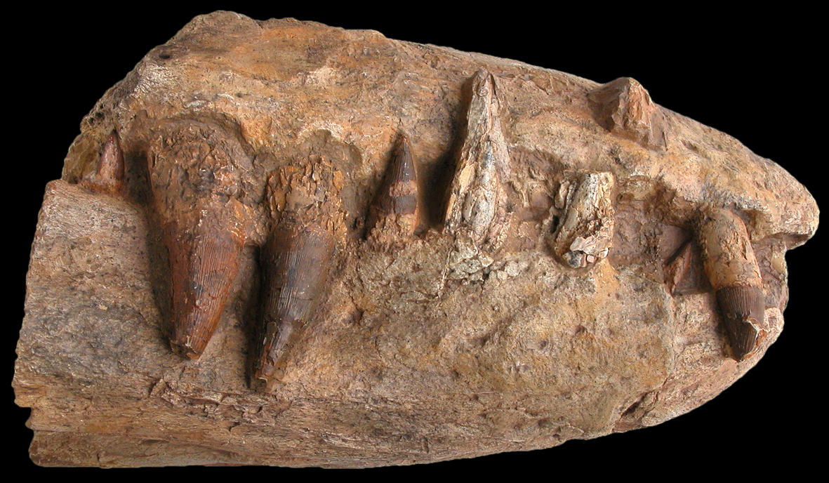 Palaeocast | Palaeontology podcasts