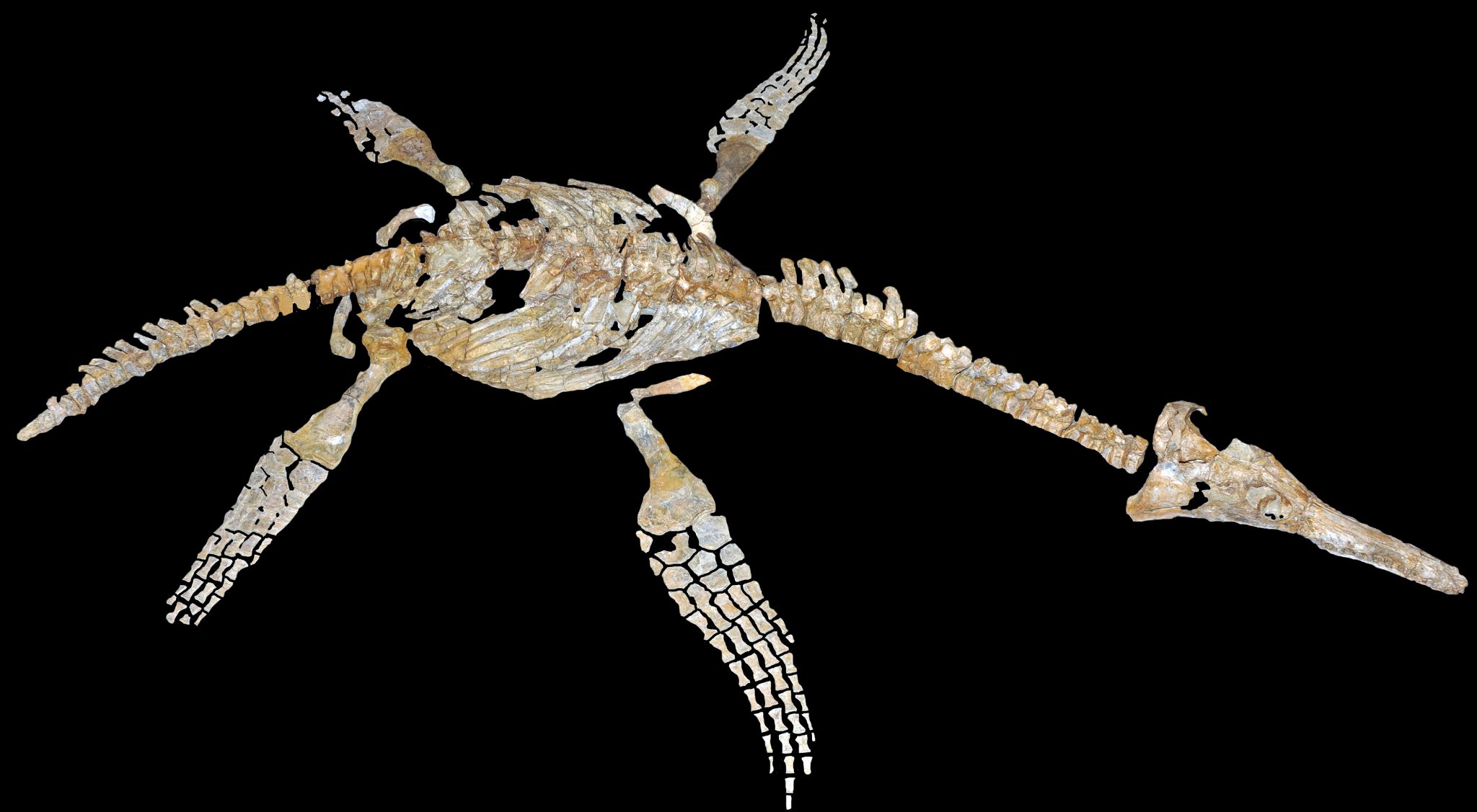 Palaeocast | Palaeontology podcasts