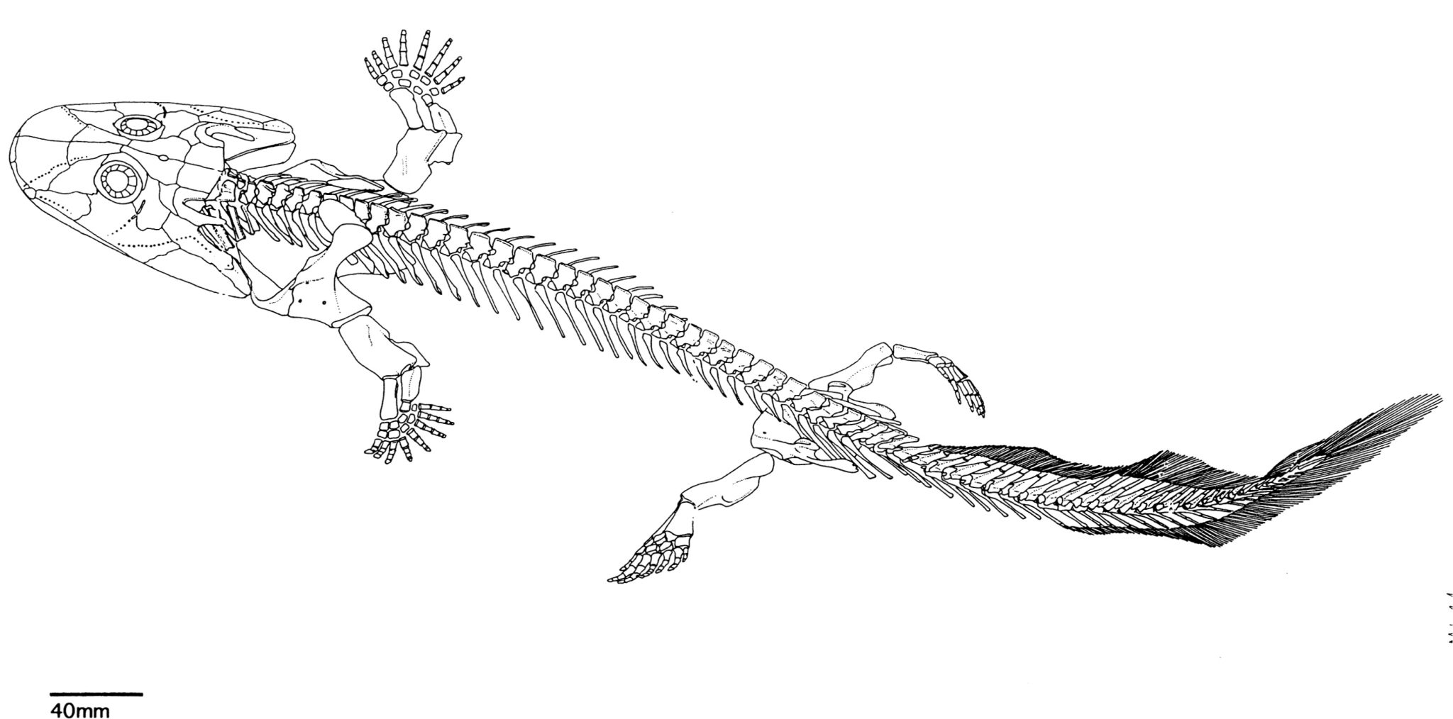 Palaeocast | Palaeontology podcasts