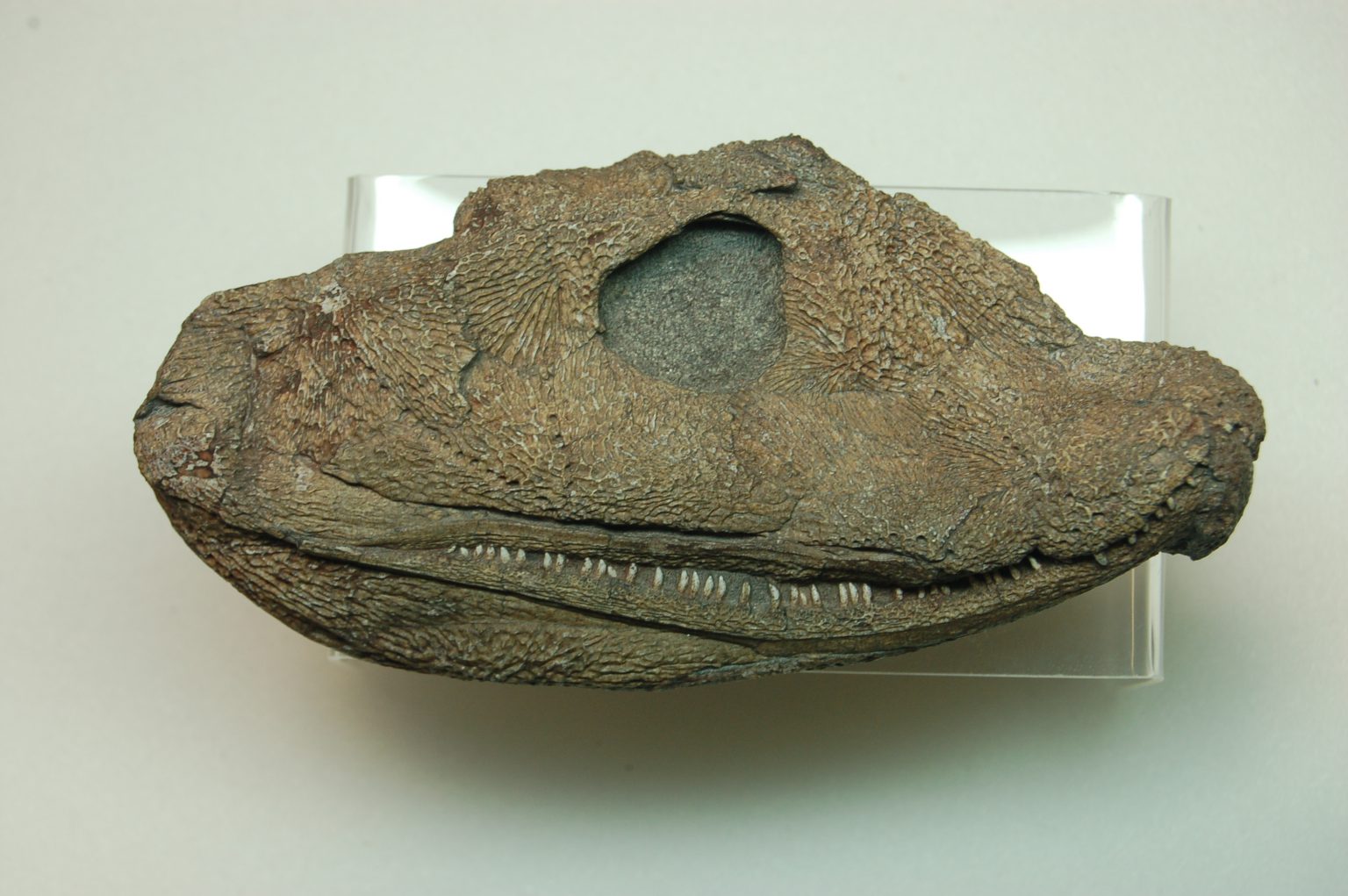 Palaeocast | Palaeontology podcasts