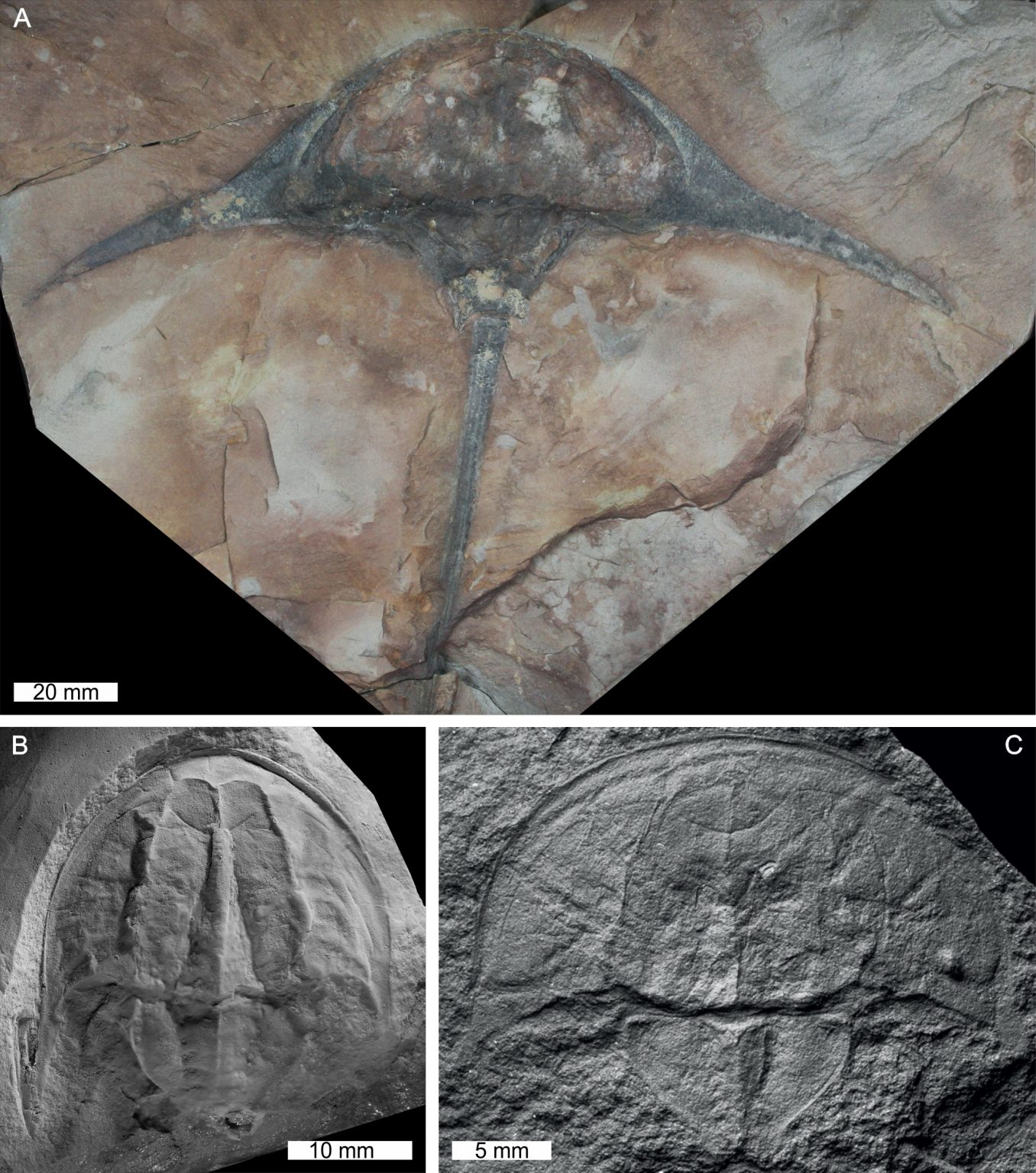 Palaeocast | Palaeontology podcasts