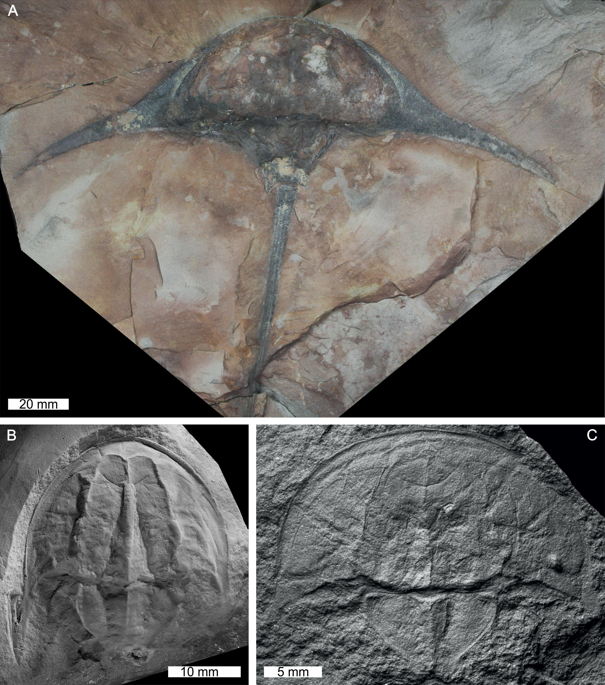 Palaeocast | Palaeontology podcasts