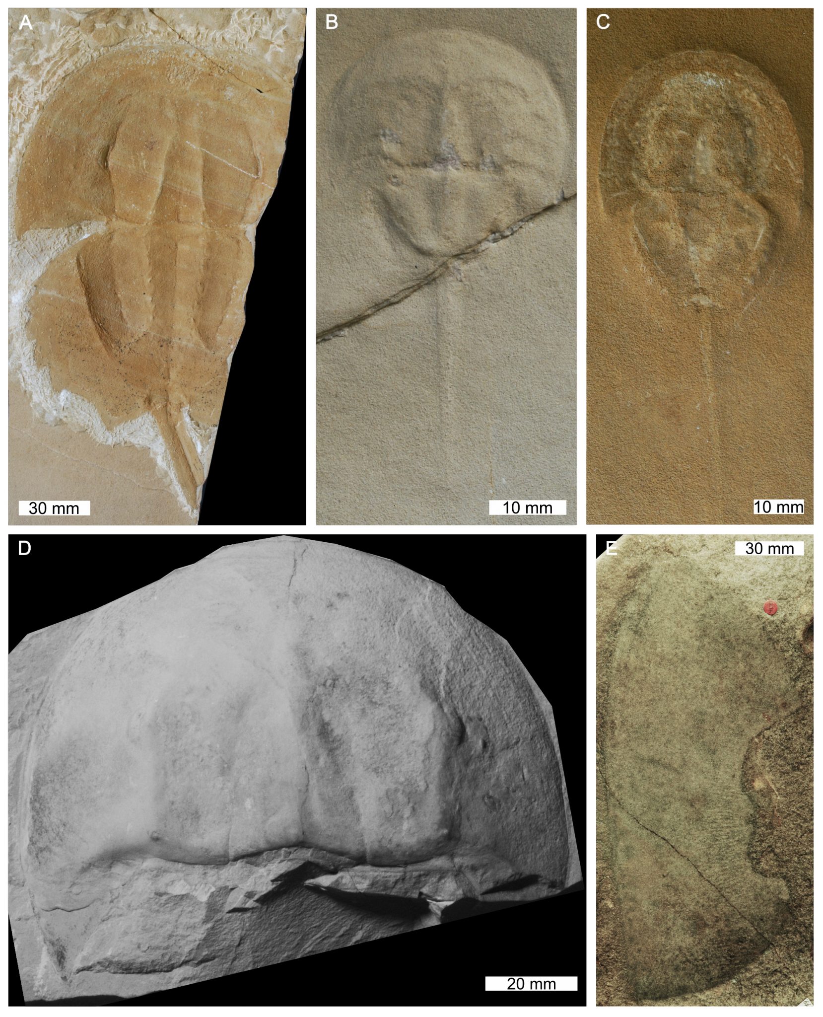 Palaeocast | Palaeontology podcasts