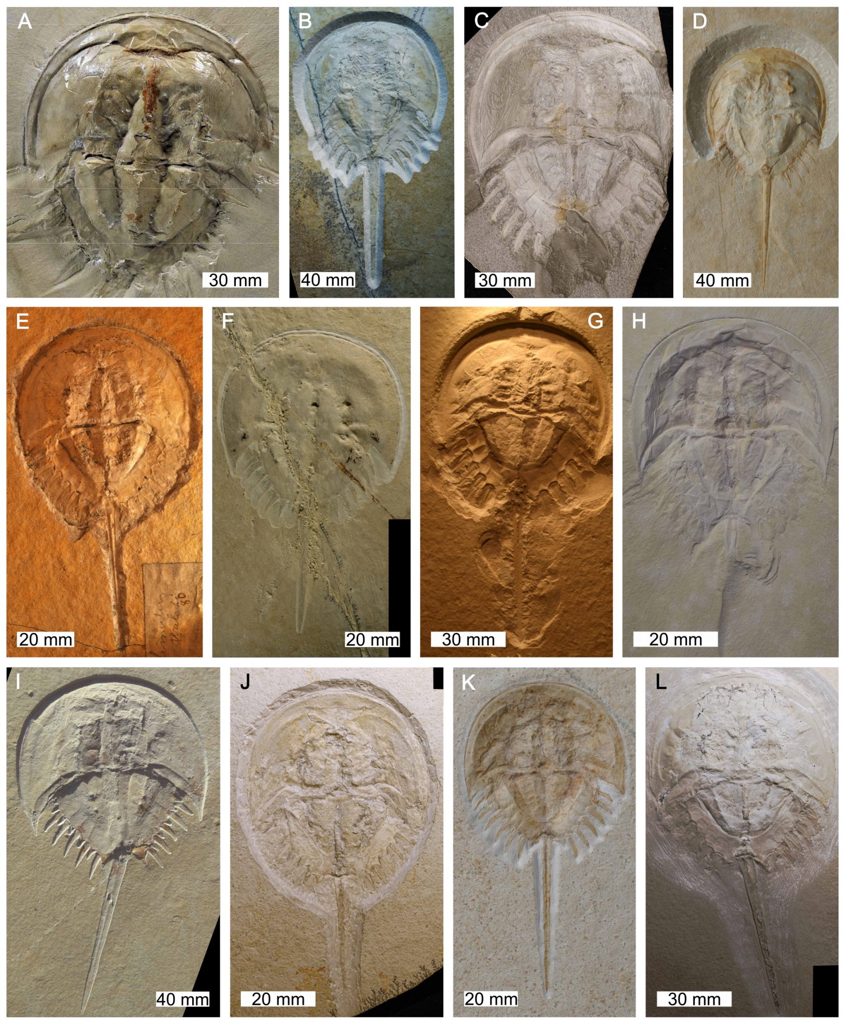 Palaeocast | Palaeontology podcasts