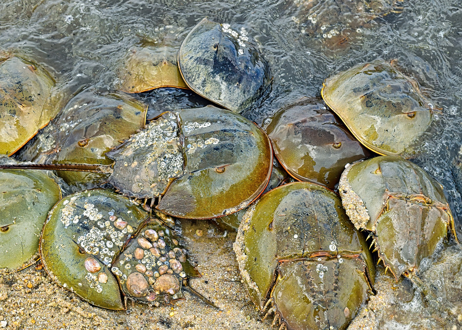 Palaeocast | Palaeontology podcasts