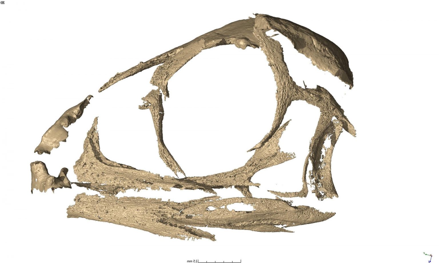 Palaeocast | Palaeontology podcasts