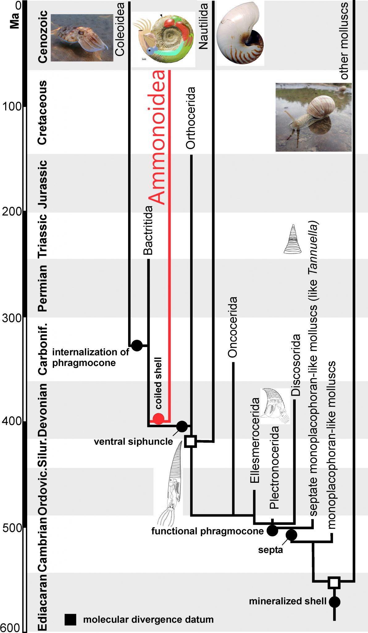 Palaeocast | Palaeontology podcasts