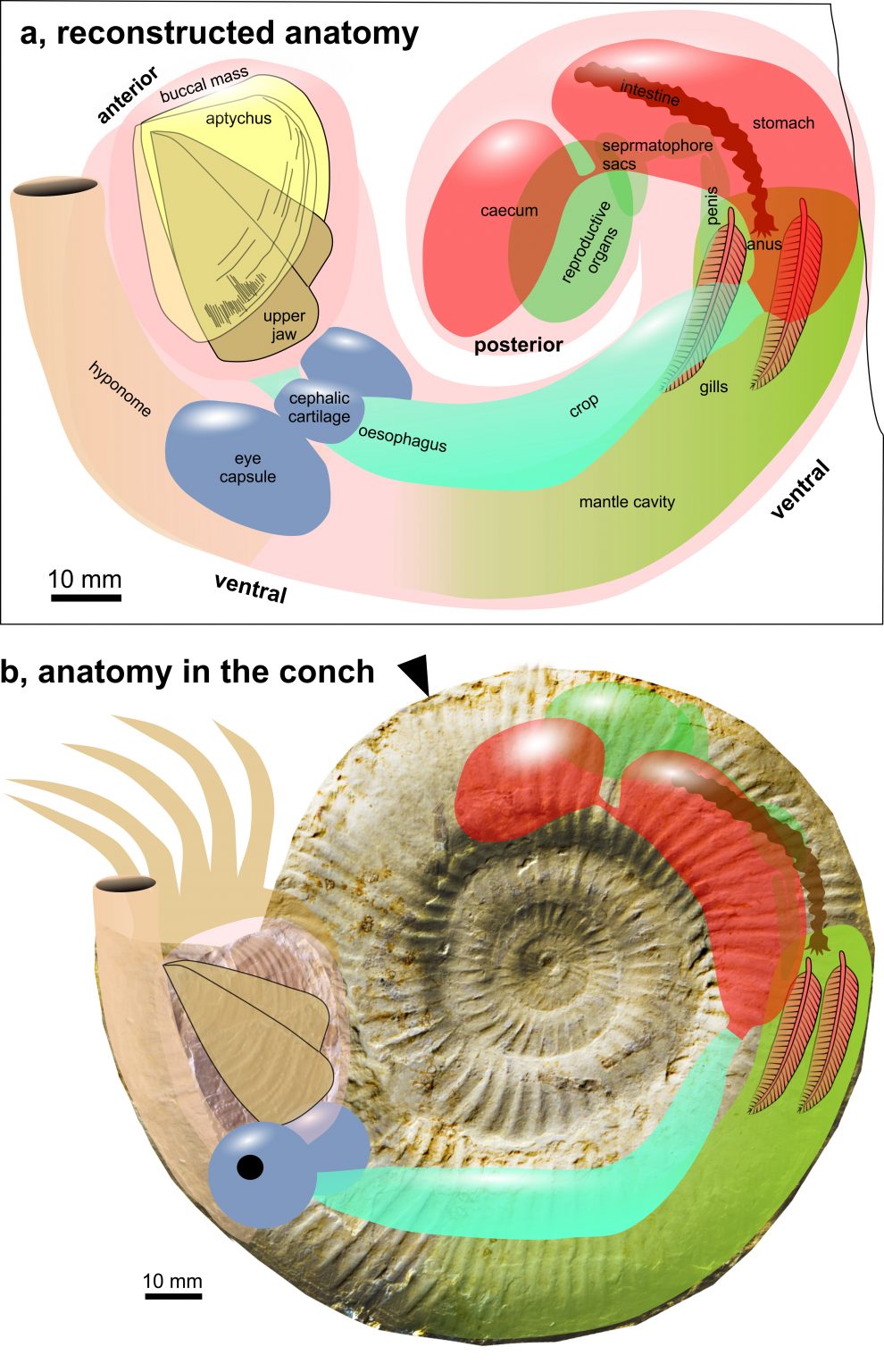 Palaeocast | Palaeontology podcasts