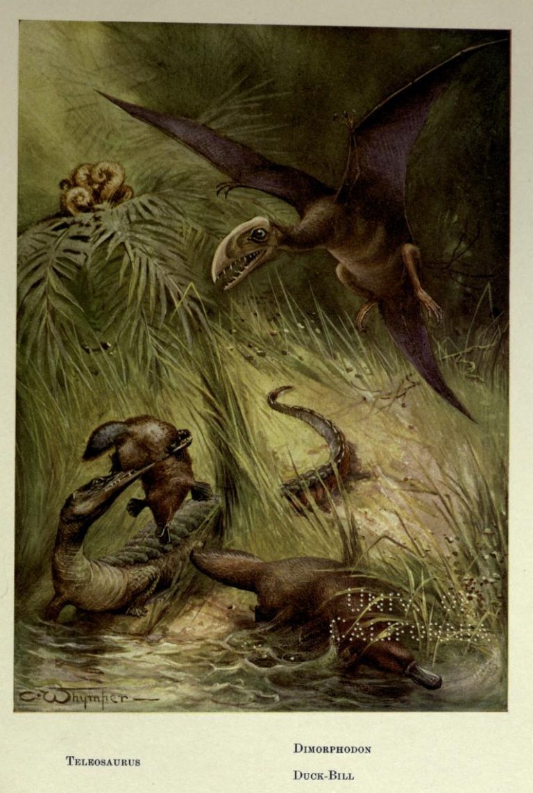 Palaeocast | Palaeontology podcasts