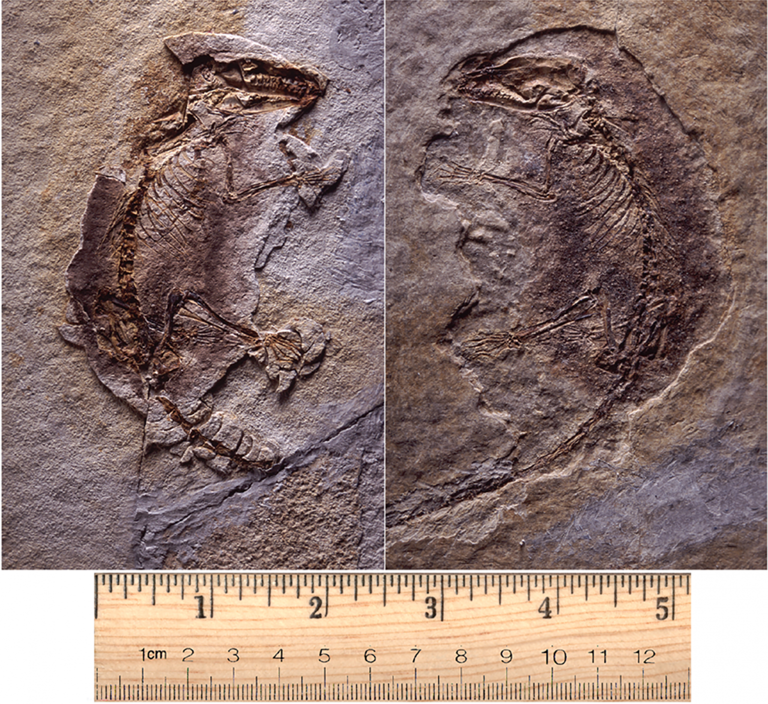 Palaeocast | Palaeontology podcasts
