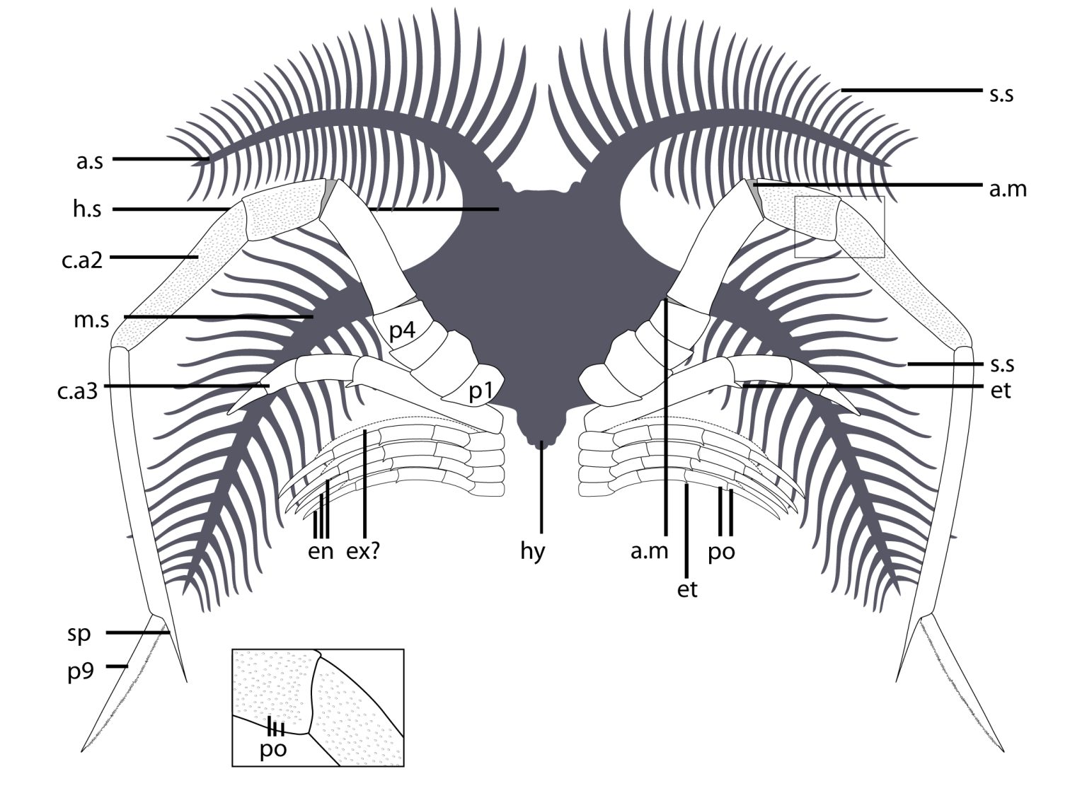 Palaeocast | Palaeontology podcasts