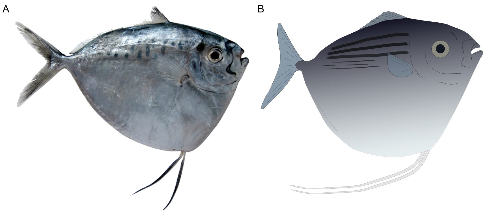 Palaeocast | Palaeontology podcasts