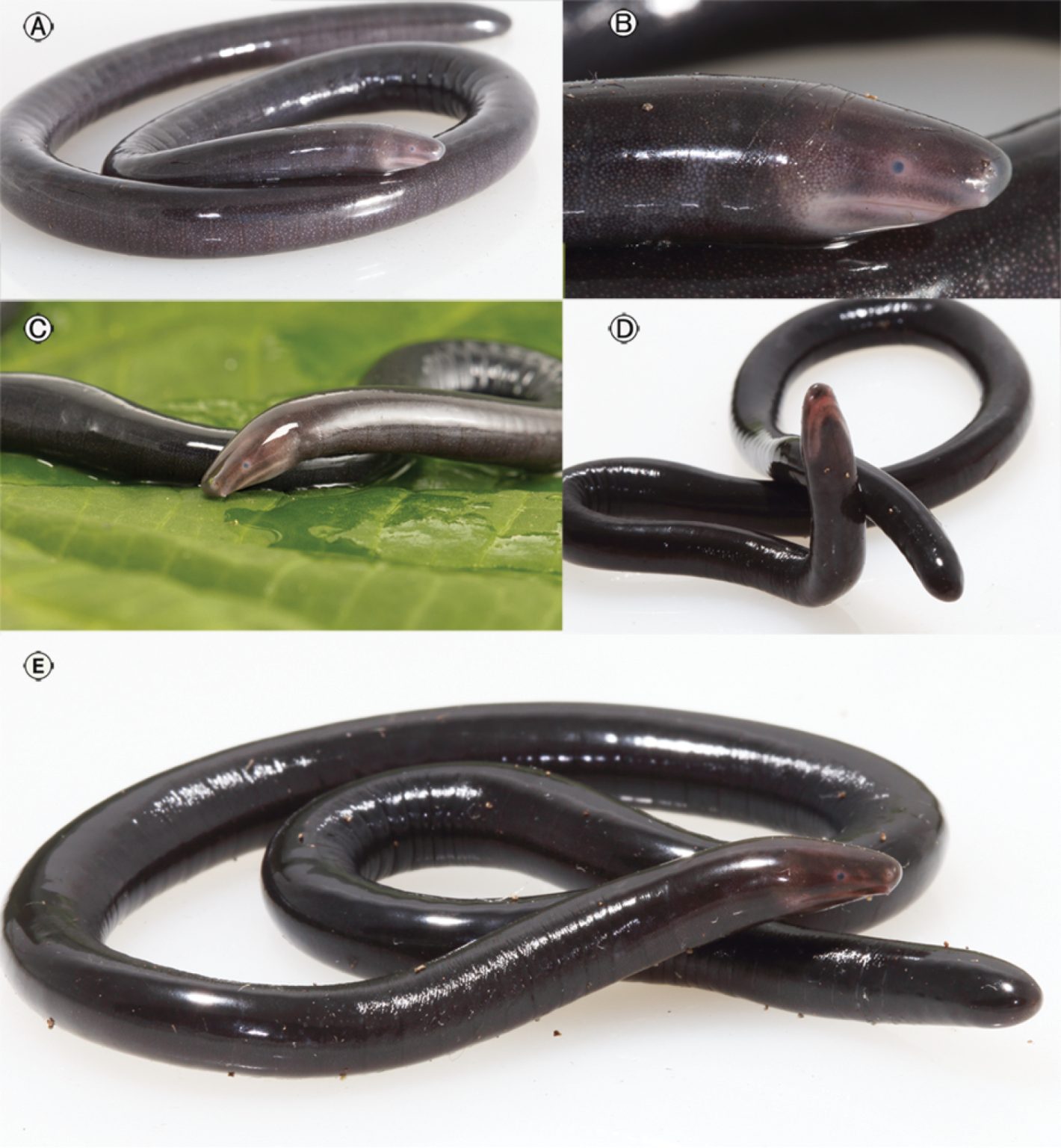 Palaeocast | Palaeontology podcasts