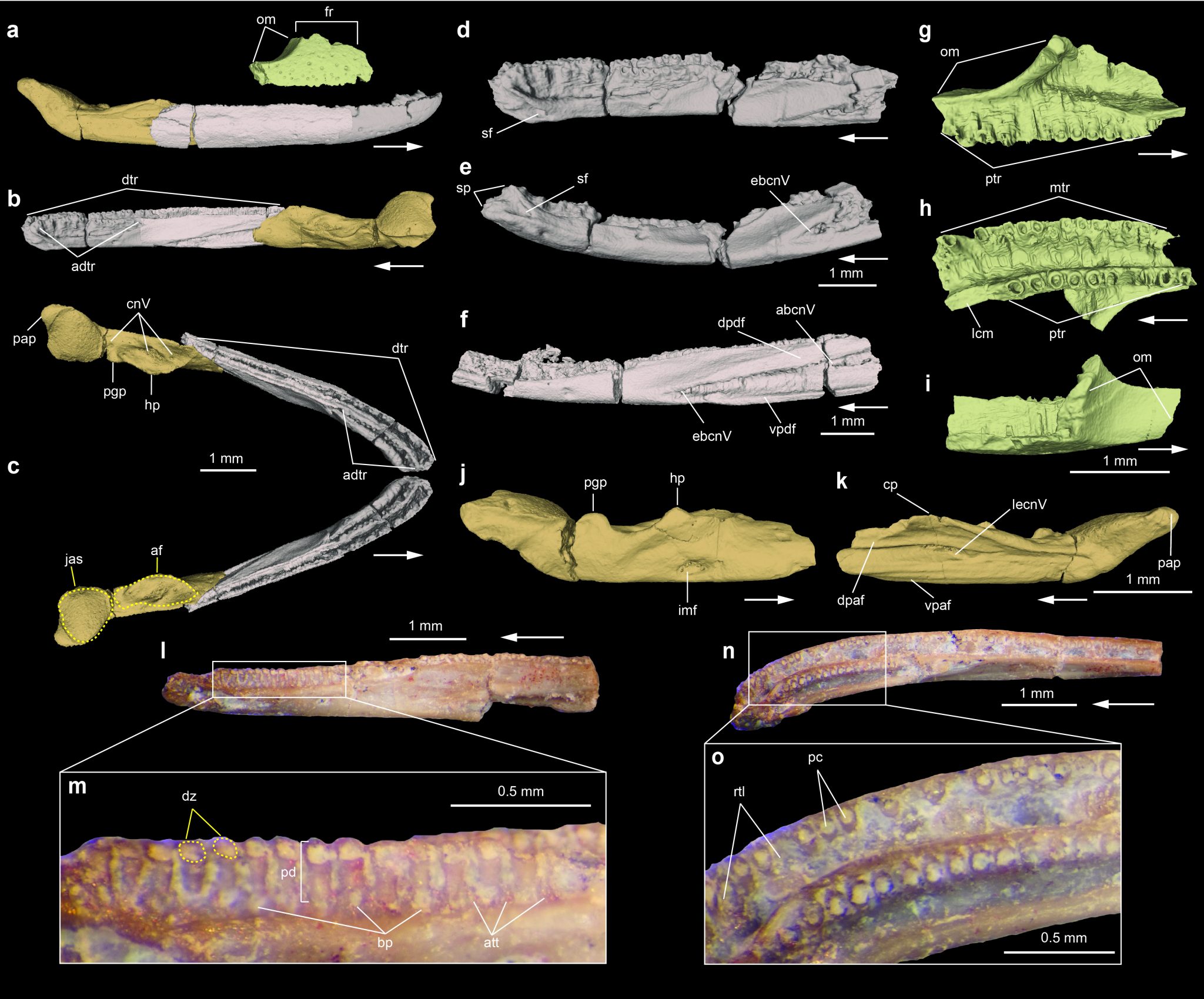 Palaeocast | Palaeontology podcasts