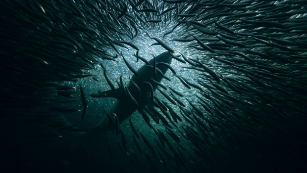 Palaeocast | Palaeontology podcasts