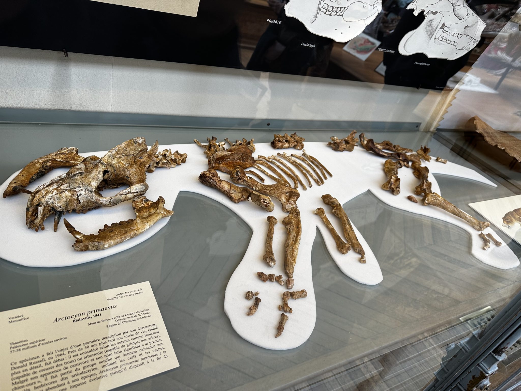 Palaeocast | Palaeontology podcasts