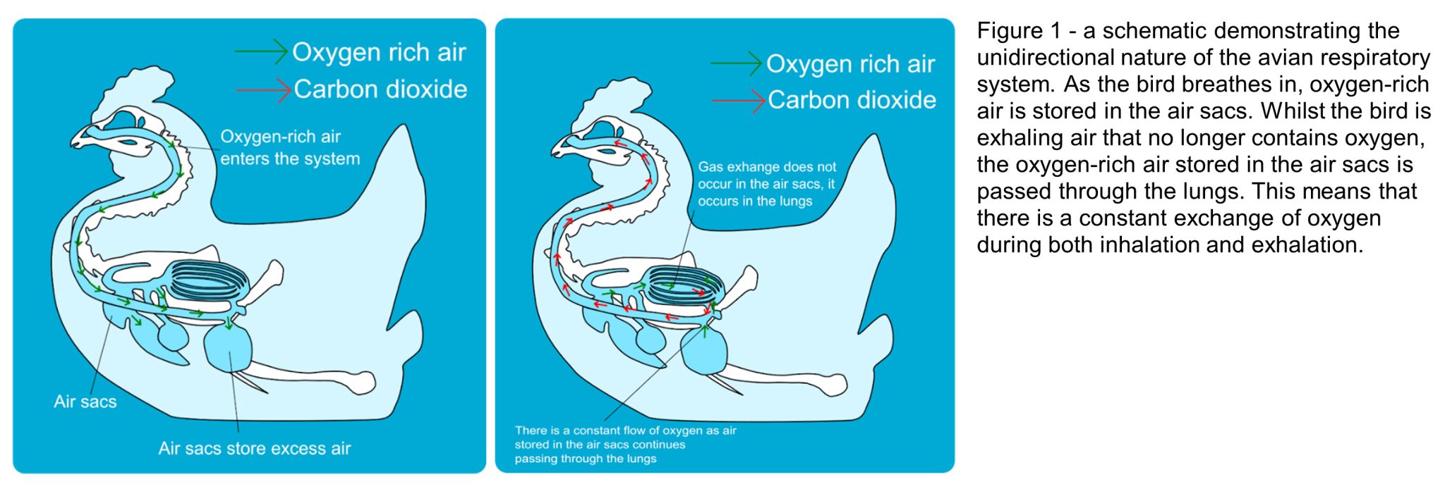 Palaeocast | Palaeontology podcasts