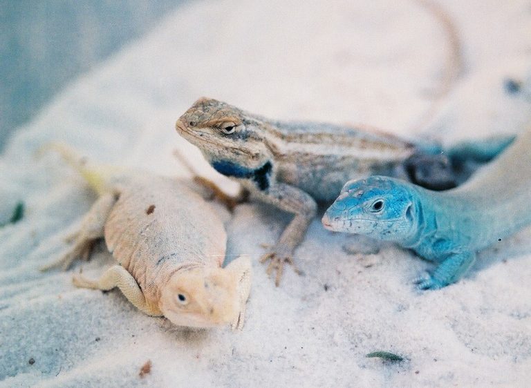 Palaeocast | Palaeontology podcasts