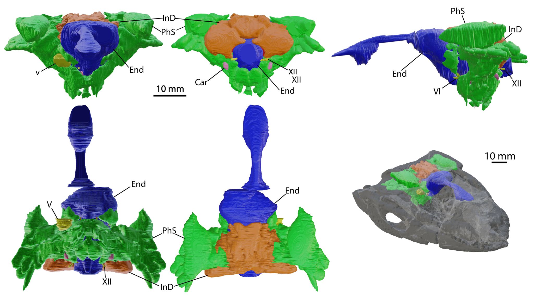 Palaeocast | Palaeontology podcasts