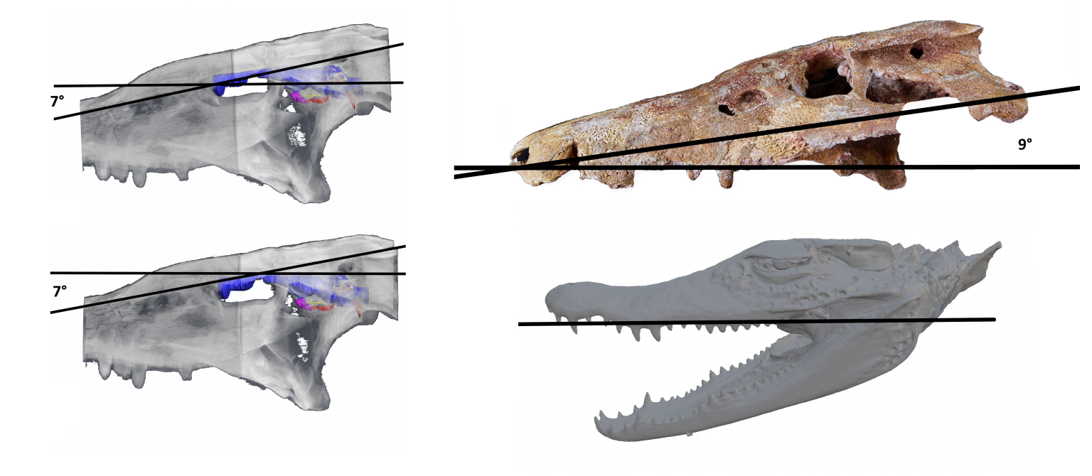 Palaeocast | Palaeontology podcasts