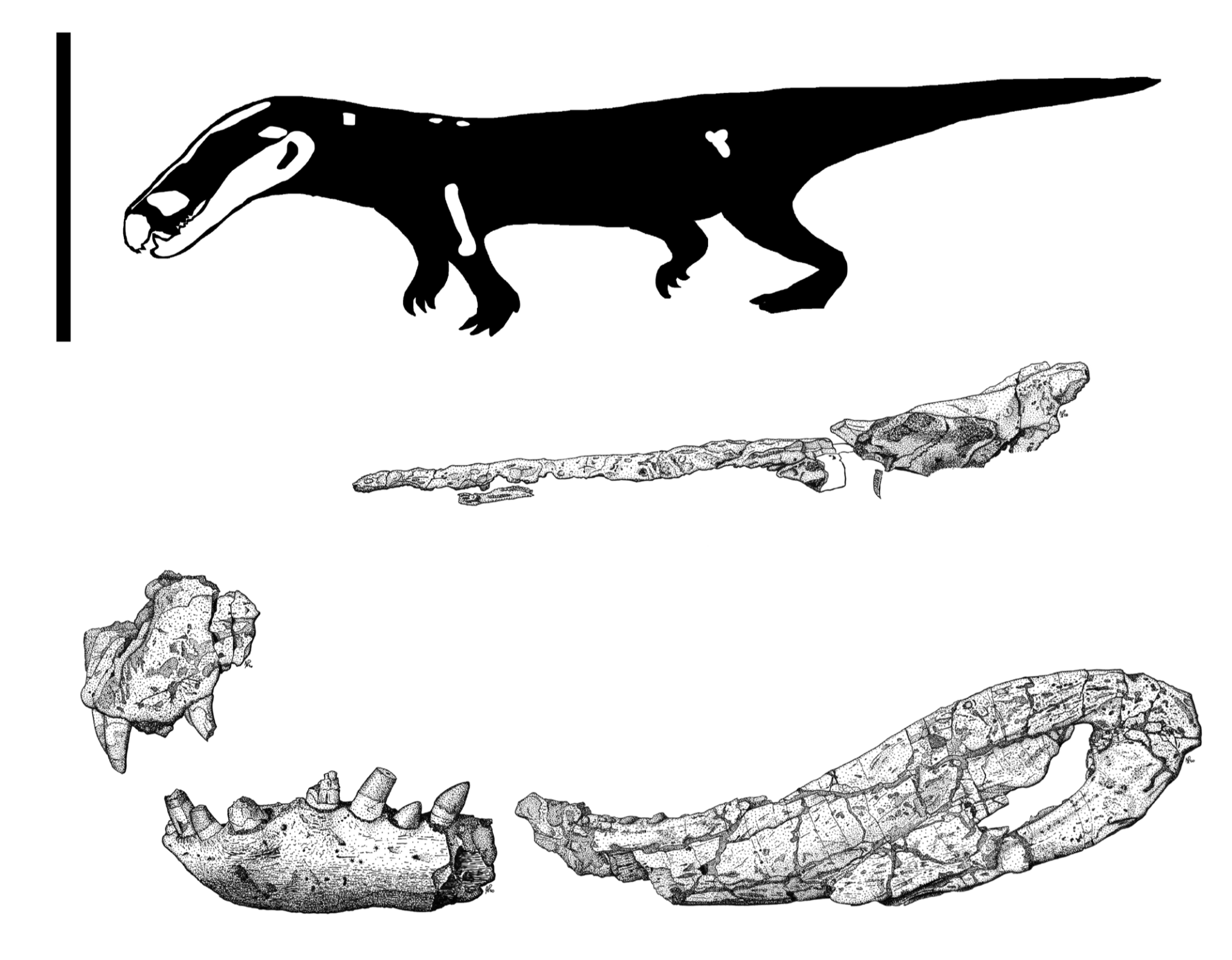Palaeocast | Palaeontology podcasts